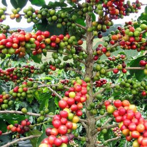 A Basic Breakdown Of The Life Cycle Of The Coffee Tree
