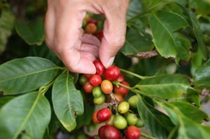 A Basic Breakdown Of The Life Cycle Of The Coffee Tree